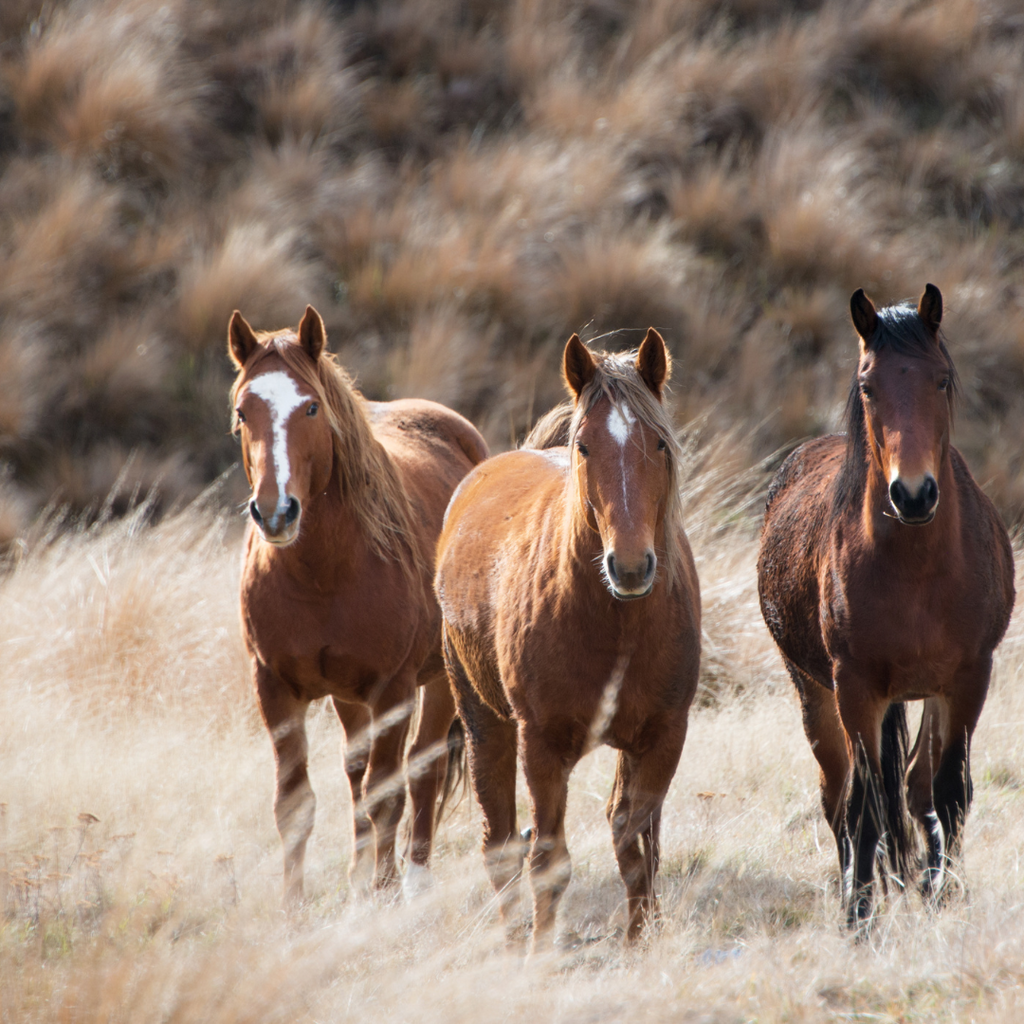 Ringworm Treatment for Horses: How to Treat and Prevent This Common Sk ...