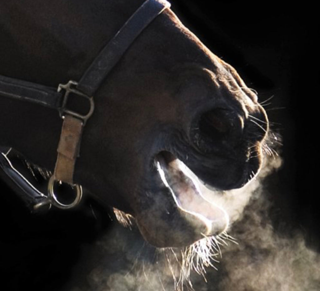 Strangles – Equine BIO Genie