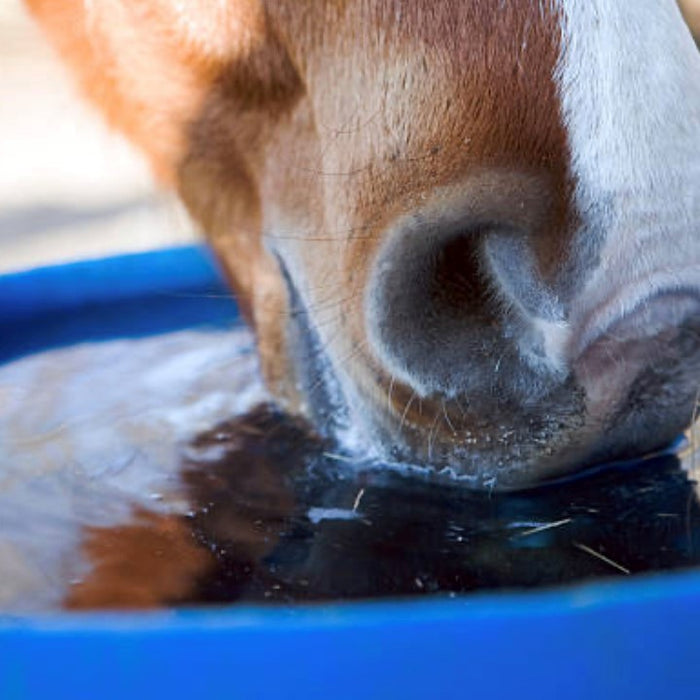 Water Treatment – Equine BIO Genie